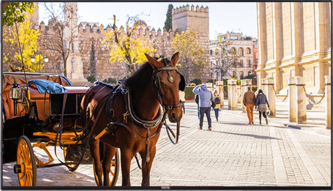 VB49B-2 - Vestel Visual Solutions